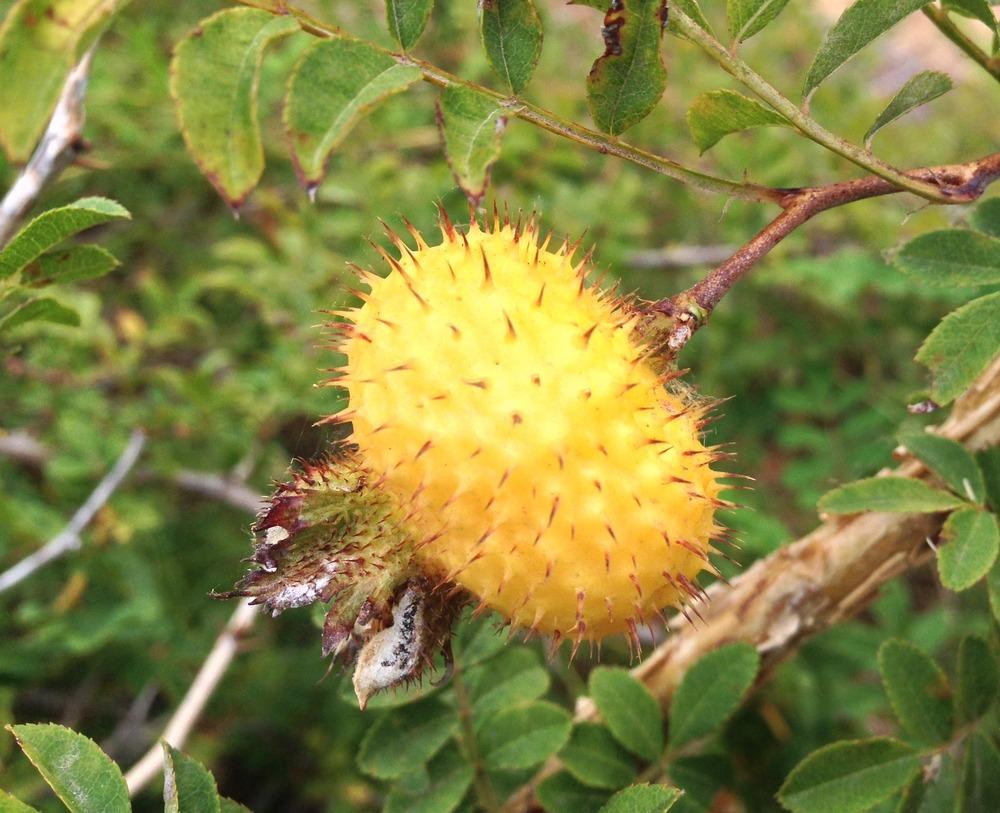 Photo of the fruit of Double Chestnut Rose (Rosa roxburghii) posted by ...