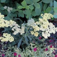 Photo of the bloom of Yarrow (Achillea Anthea) posted by ...