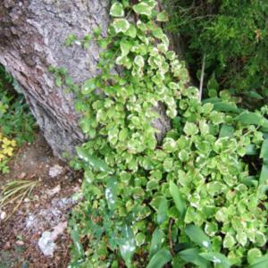 Climbing Hydrangea (Hydrangea anomala subsp. petiolaris 'Miranda') in ...