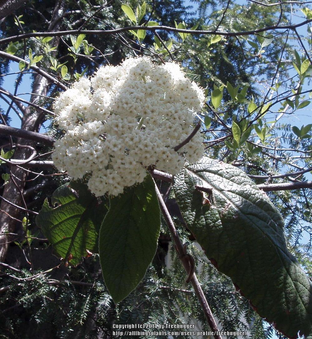 Viburnums: Plant Care and Collection of Varieties - Garden.org