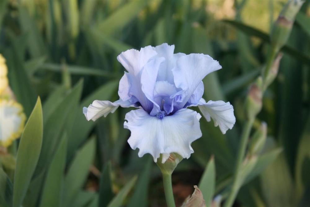 Photo of the bloom of Tall Bearded Iris (Iris 'Blue Trill') posted by ...