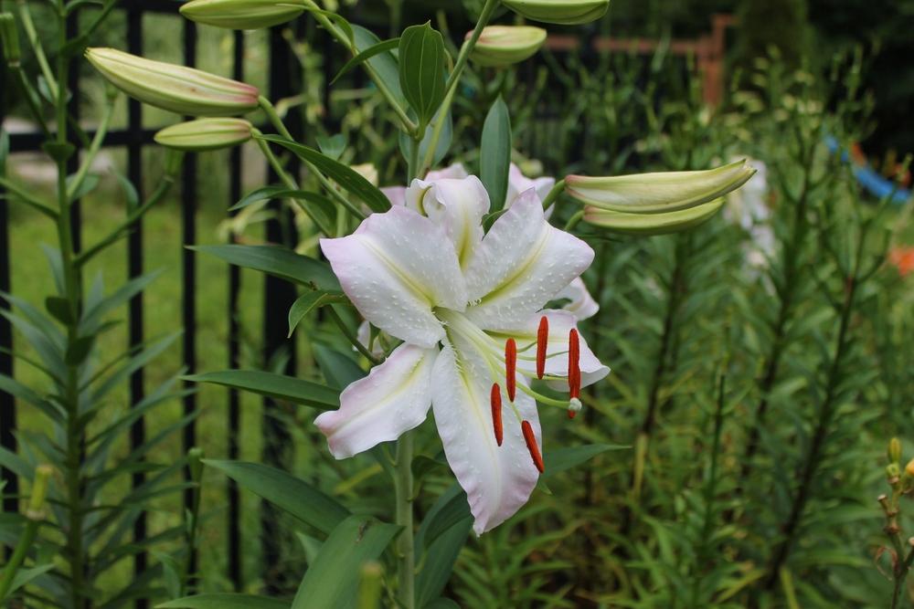 Lily (Lilium 'Expression') in the Lilies Database - Garden.org
