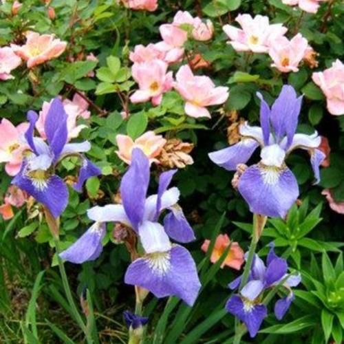 Siberian Iris (Iris 'Blue Moon') in the Irises Database - Garden.org