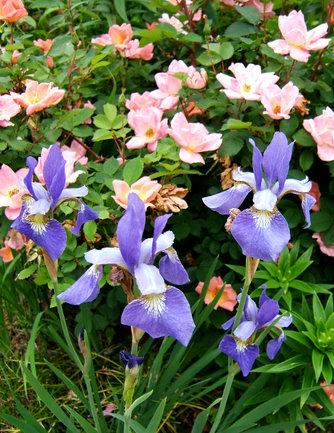 Siberian Iris (Iris 'Blue Moon') in the Irises Database - Garden.org