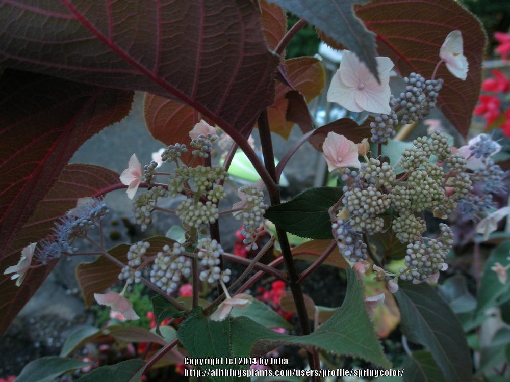 Hydrangea (Hydrangea aspera Plum Passion®) in the Hydrangeas Database ...