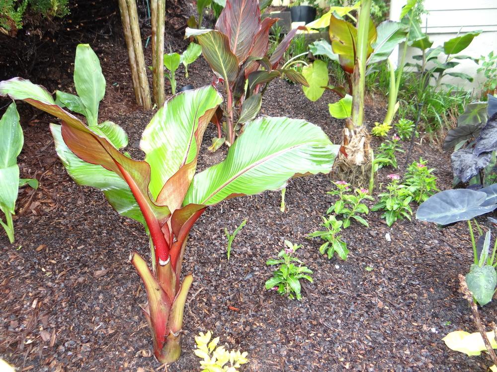 False Bananas: Plant Care and Collection of Varieties - Garden.org