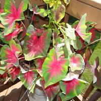 Fancy-leaf Caladium (Caladium 'Buck') in the Caladiums Database ...