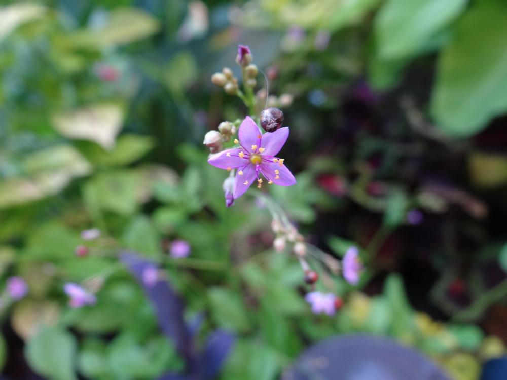 Photo of the bloom of Jewels of Opar (Talinum paniculatum 'Limon ...
