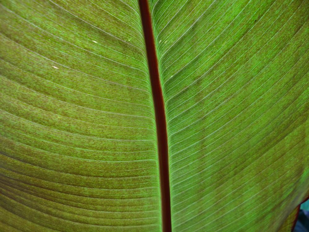 False Bananas: Plant Care and Collection of Varieties - Garden.org