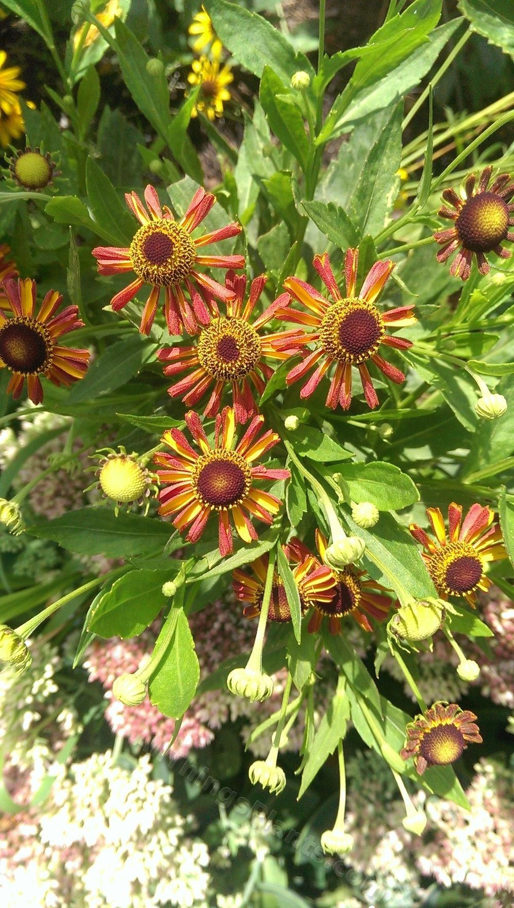 Helenium autumnale 'Tie Dye' - Garden.org