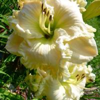 Daylily (Hemerocallis 'Fancy Lace') in the Daylilies Database - Garden.org