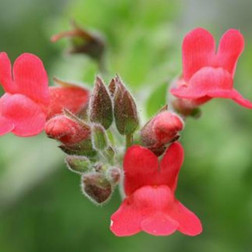 Island Bush Snapdragon (Galvezia speciosa) - Garden.org