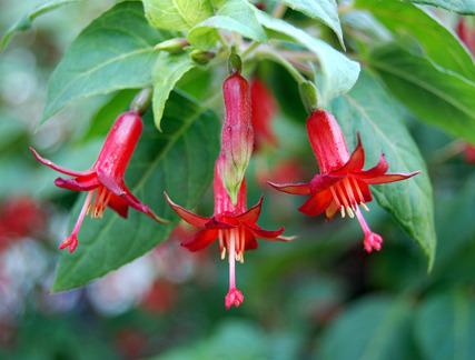 Fuchsia 'Baby Chang' in the Fuchsias Database - Garden.org