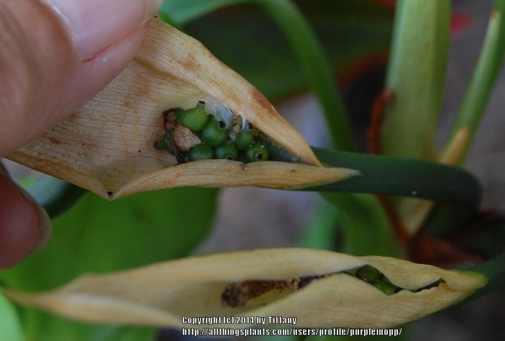 Aglaonemas: Plant Care and Collection of Varieties - Garden.org