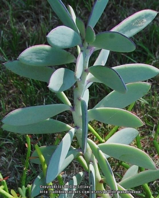 Photo of the leaves of Lavender Steps (Senecio crassissimus) posted by ...