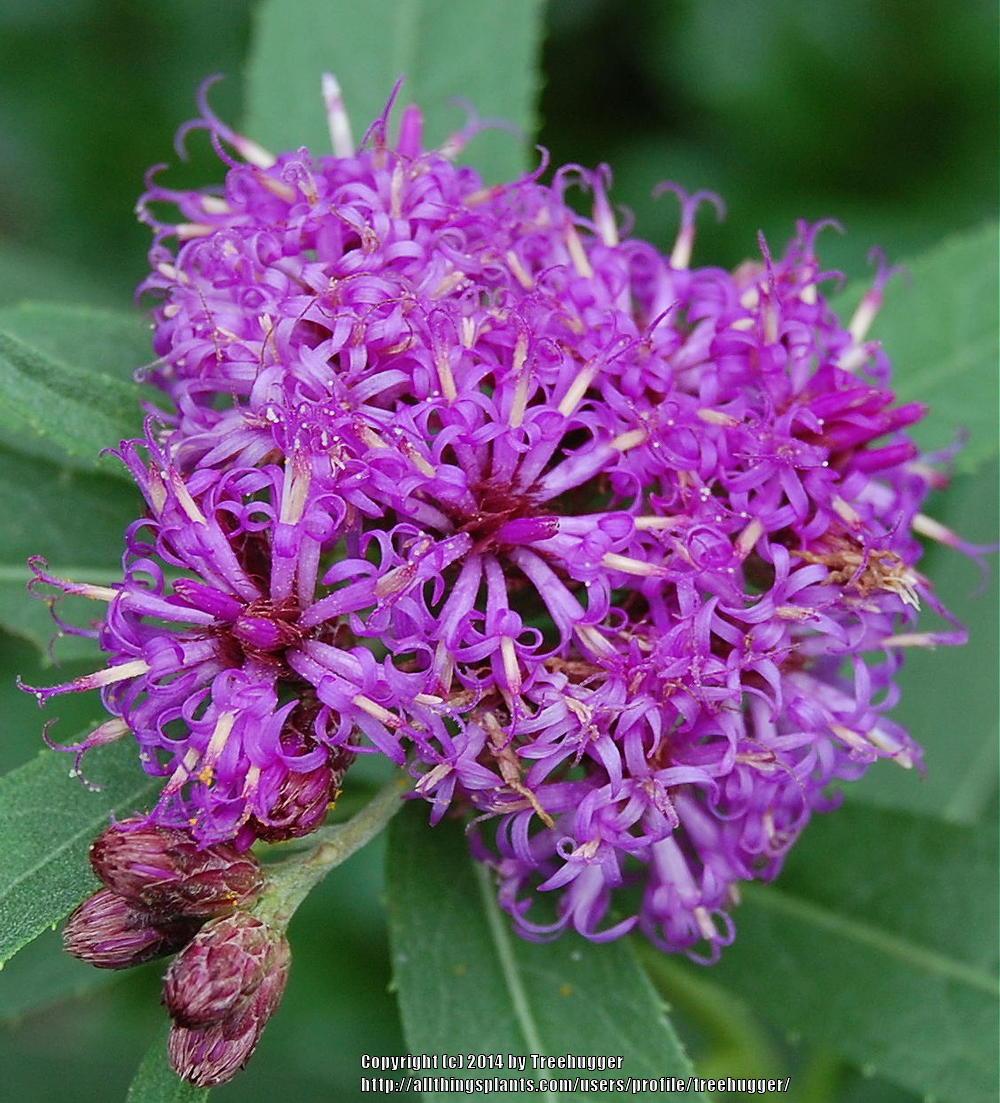 Photo of the bloom of Broadleaf Ironweed (Vernonia glauca) posted by ...