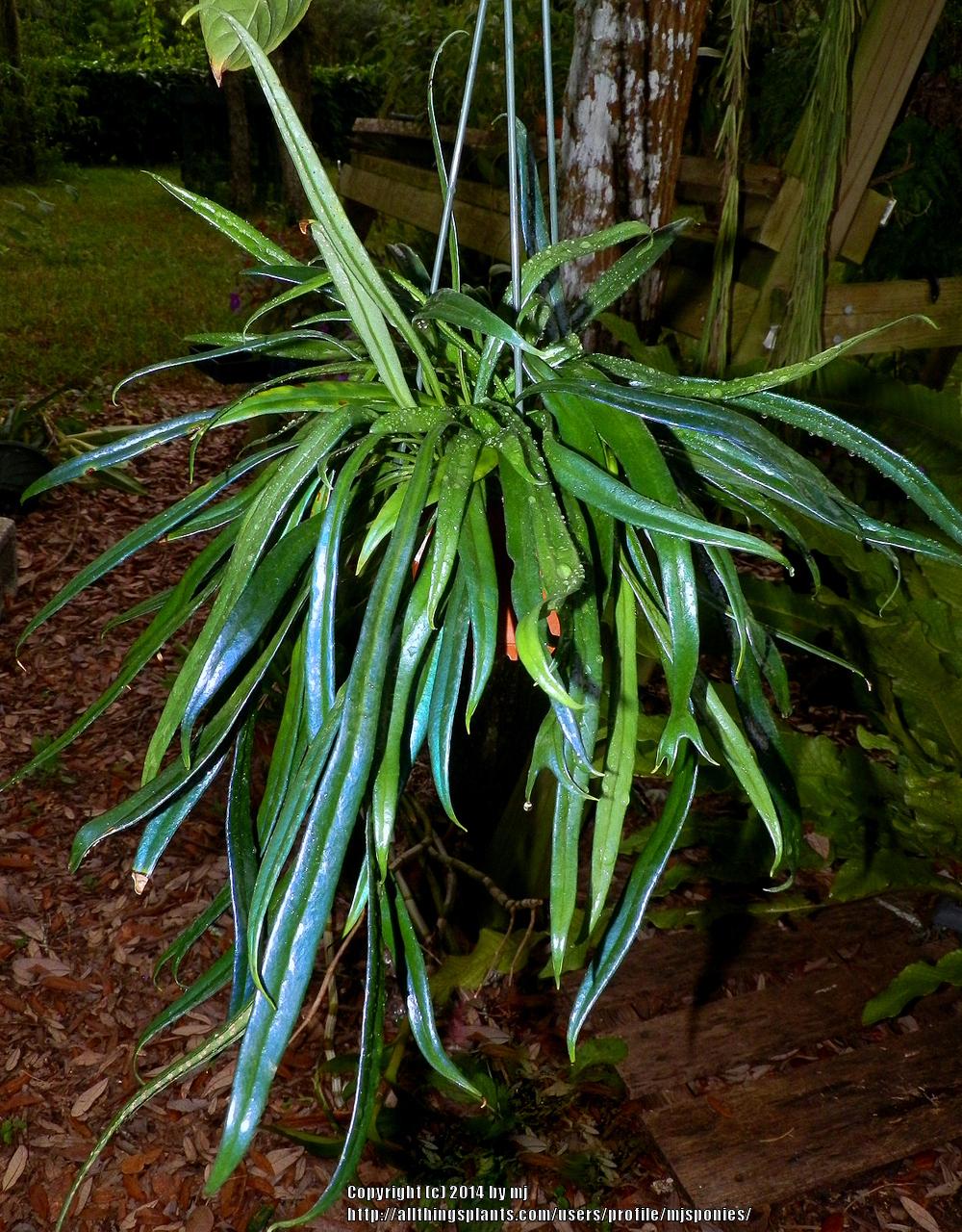 Blue Oil Fern (Microsorum steerei) - Garden.org