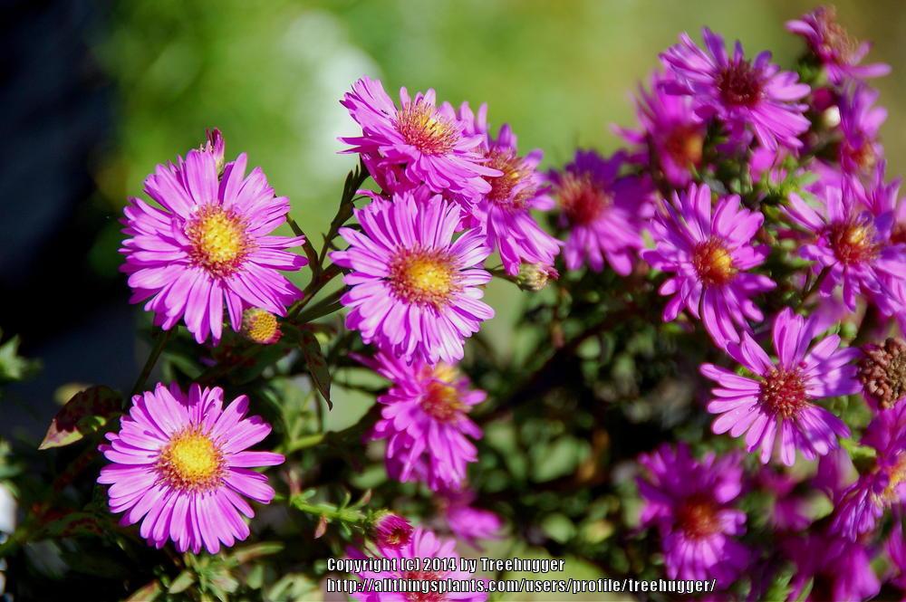 New York Aster (Symphyotrichum novi-belgii 'Alert') in the Asters ...