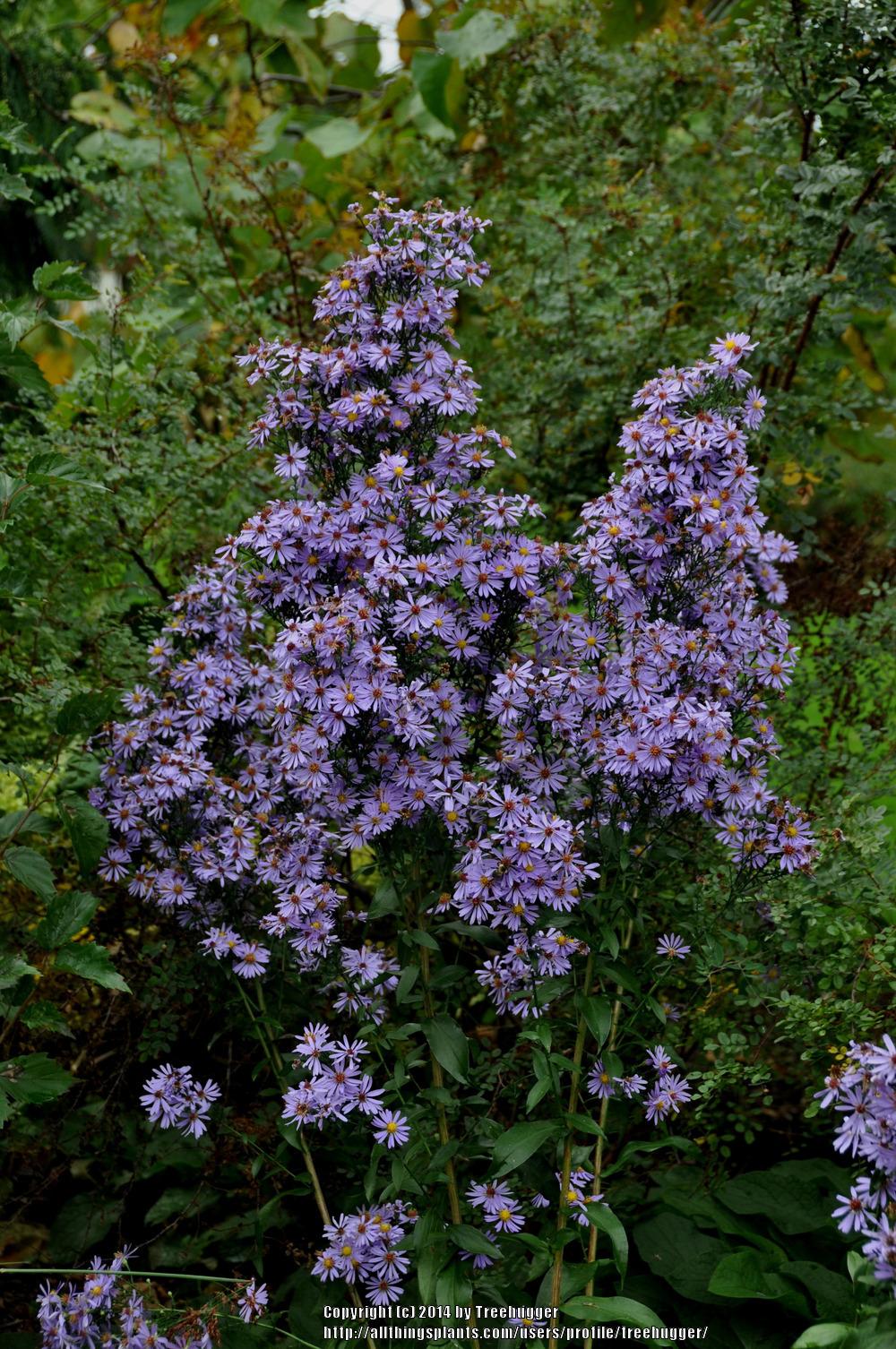 Smooth Aster (Symphyotrichum laeve 'Bluebird') in the Asters Database ...