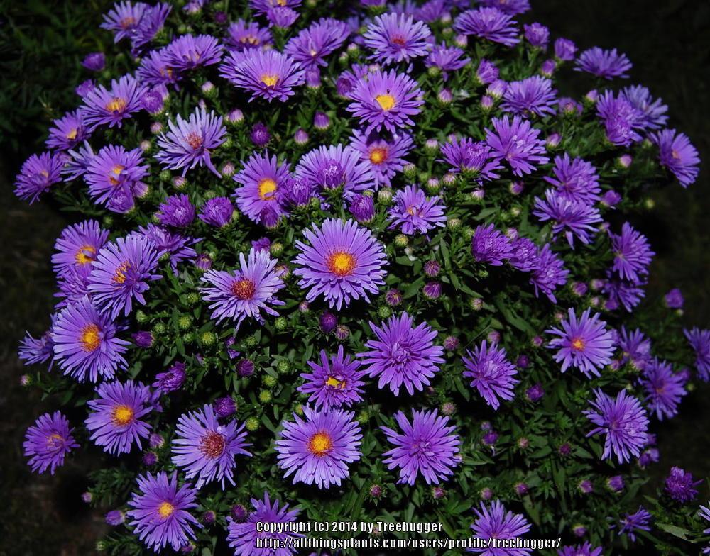 Aster (Symphyotrichum novi-belgii 'Dragon') in the Asters Database ...