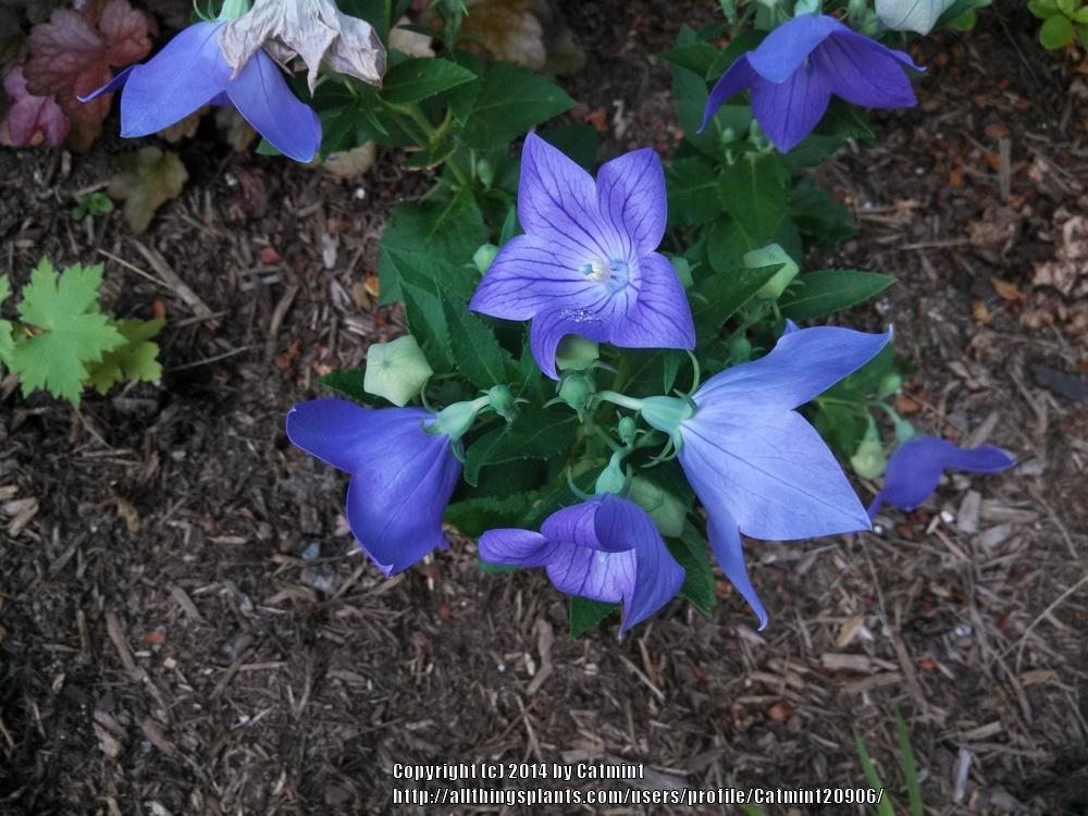Photo of the bloom of Balloon Flower (Platycodon grandiflorus ...