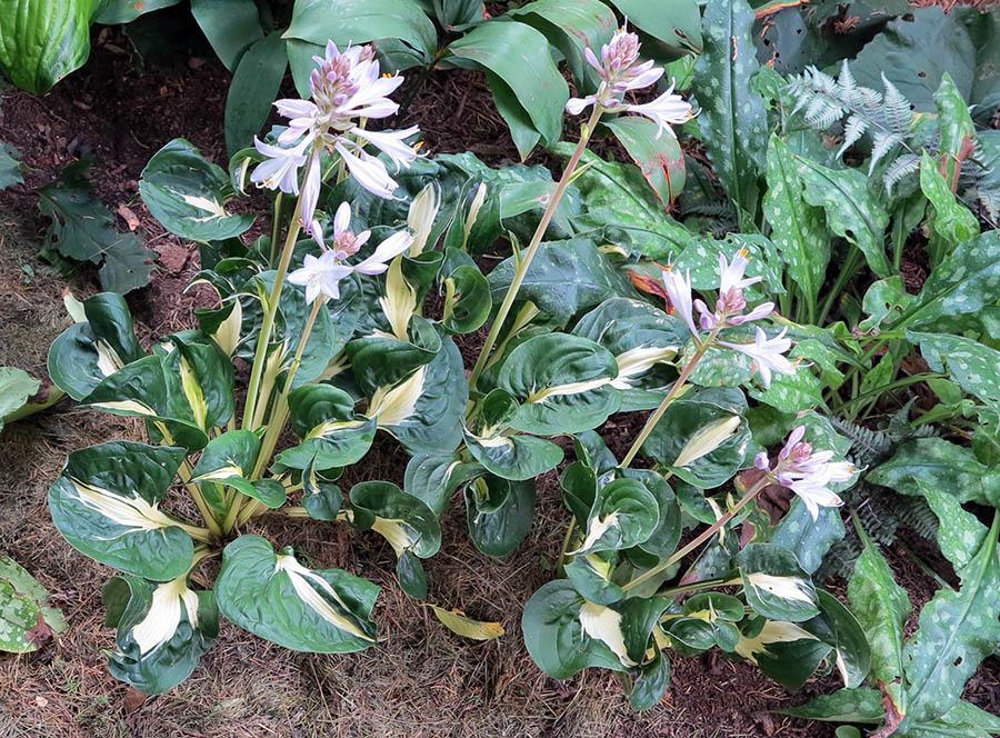 Hosta 'Oreo Cream' in the Hostas Database - Garden.org