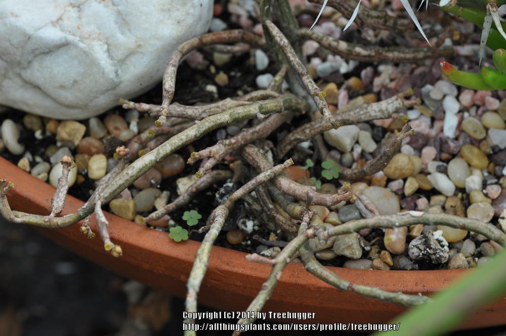 Photo of the entire plant of Dead Stick Plant (Euphorbia platyclada ...