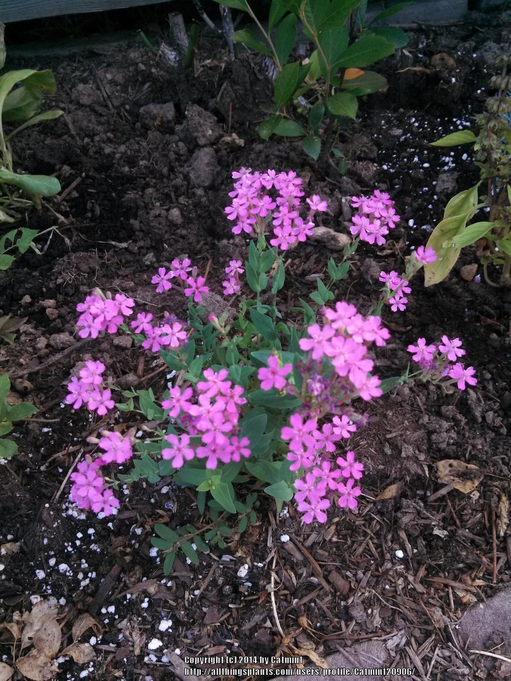 Photo of the entire plant of Alpine Catchfly (Viscaria alpina) posted ...