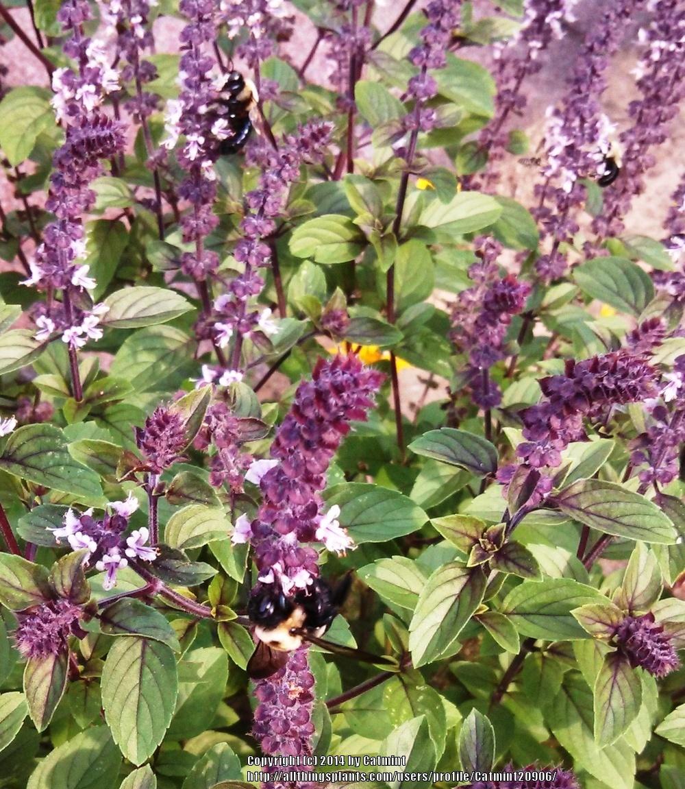 Photo of the bloom of African Blue Basil (Ocimum 'African Blue') posted ...