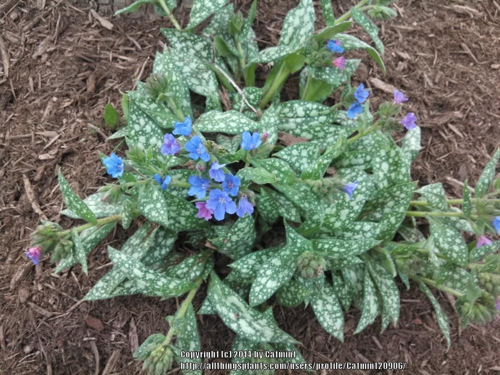 Photo of the entire plant of Longleaf Lungwort (Pulmonaria longifolia ...