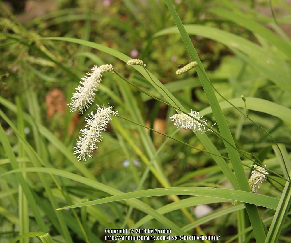 Japanese Burnet (Poterium tenuifolium) - Garden.org