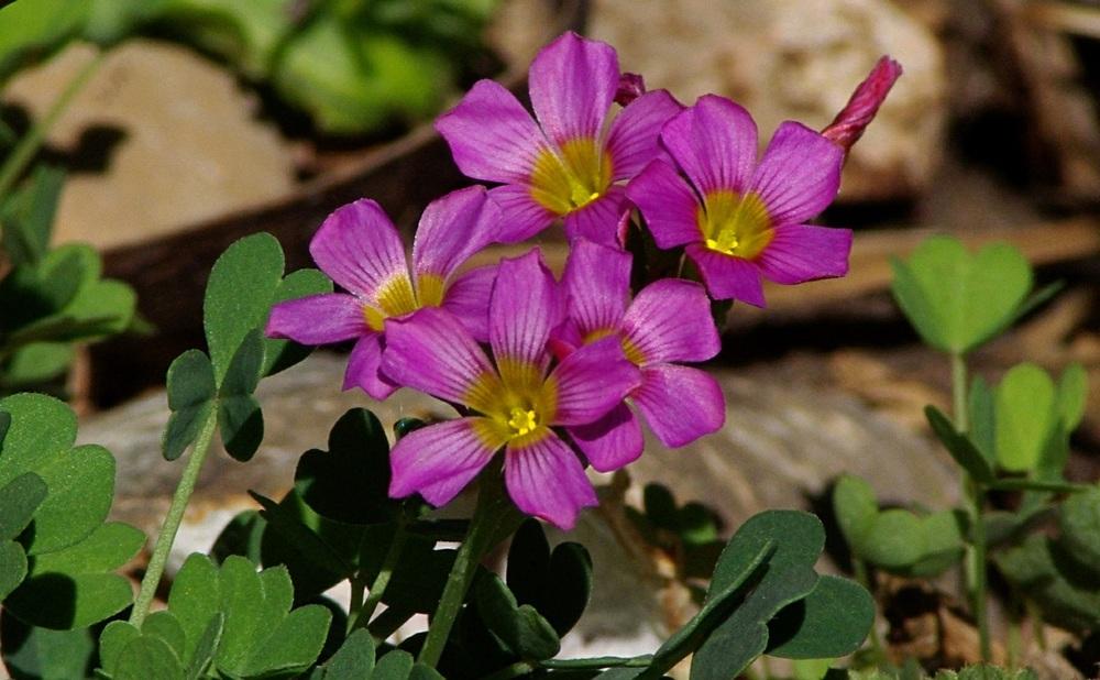 Oxalis (Oxalis squamata) in the Wood Sorrels Database - Garden.org