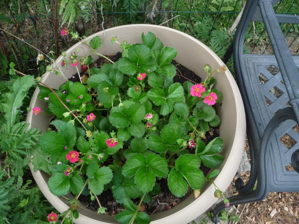 Photo of the entire plant of Strawberry (Fragaria x ananassa 'Pink ...