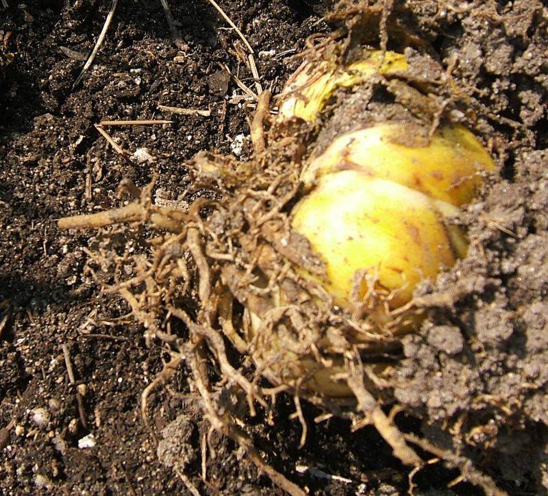 Photo of the roots of Lily (Lilium 'Robina') posted by pirl - Garden.org