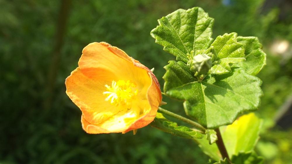 Photo of the bloom of Yellow Mallow (Pavonia praemorsa) posted by ...