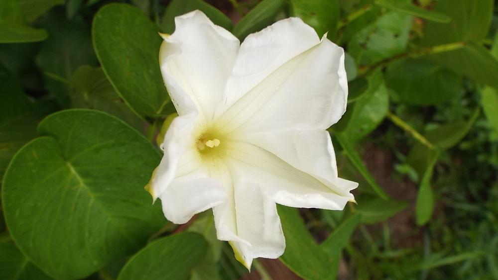 Beach Moonflower (Ipomoea violacea) in the Morning Glories Database ...
