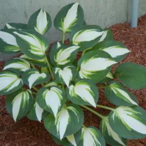 Hosta 'Vulcan' in the Hostas Database - Garden.org