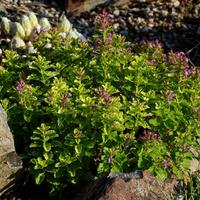 Wall Germander (Teucrium chamaedrys 'Summer Sunshine') - Garden.org