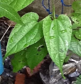 Photo of the leaves of Sacha Inchi (Plukenetia volubilis) posted by ...