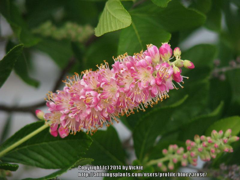 Photo of the bloom of Summersweet (Clethra alnifolia 'Pink Spires ...