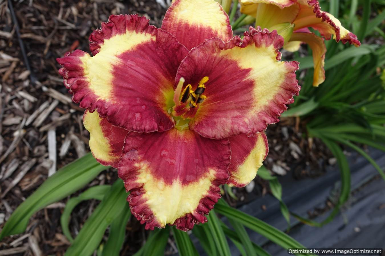 Daylily (Hemerocallis 'Red, White and Bold') in the Daylilies Database - Garden.org