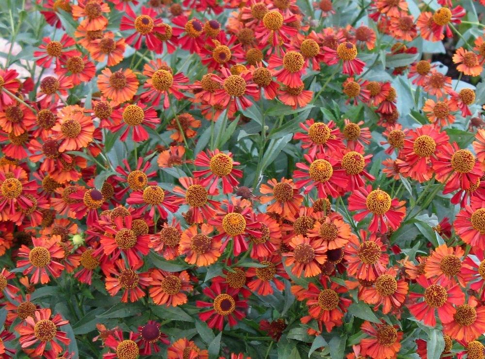 Sneezeweed (Helenium 'Ruby Tuesday') - Garden.org
