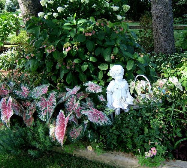 Fancy-leaf Caladium (Caladium 'Gypsy Rose') in the Caladiums Database ...