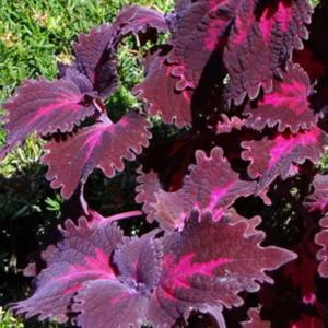 Coleus (Coleus scutellarioides 'Flamingo') in the Coleus Database ...