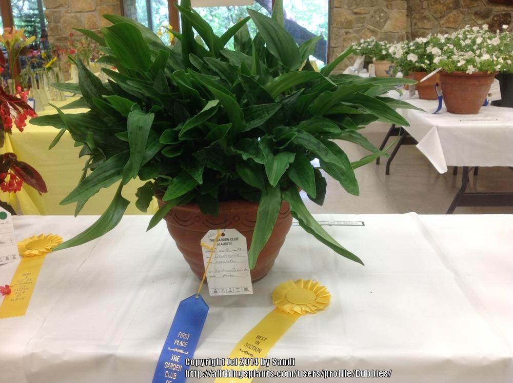 Photo of the entire plant of African Hosta (Drimiopsis maculata) posted ...