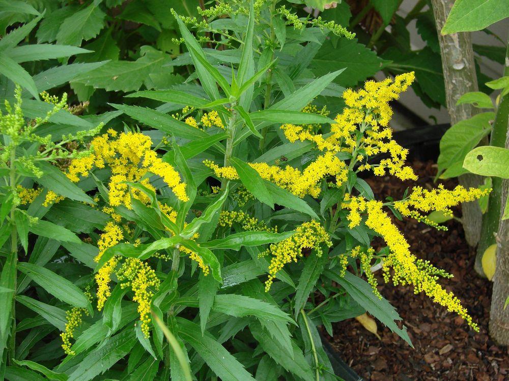 Photo of the entire plant of Dwarf Goldenrod (Solidago 'Baby Gold ...