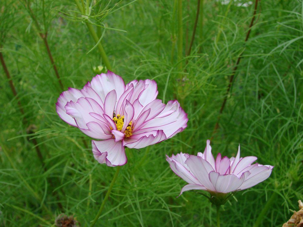 Photo of the bloom of Cosmos (Cosmos bipinnatus 'Double Take') posted ...