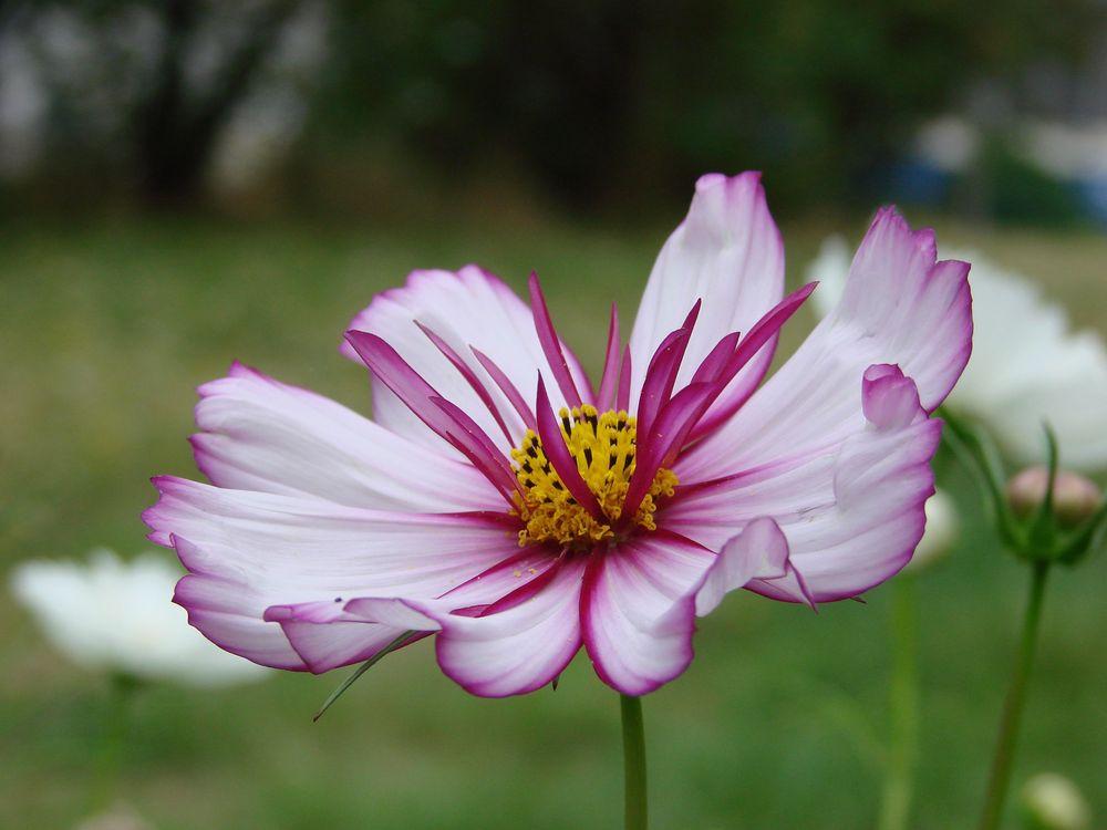 Cosmos: Plant Care and Collection of Varieties - Garden.org