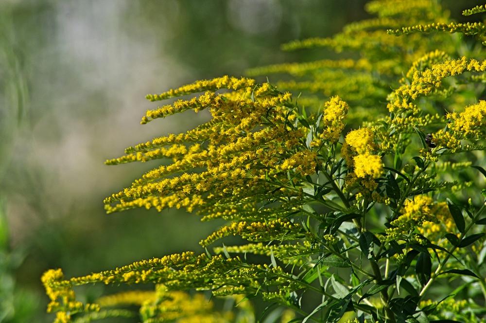 Goldenrod (Solidago 'Golden Baby') in the Goldenrods Database - Garden.org