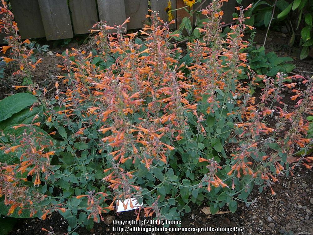 Agastache Tango